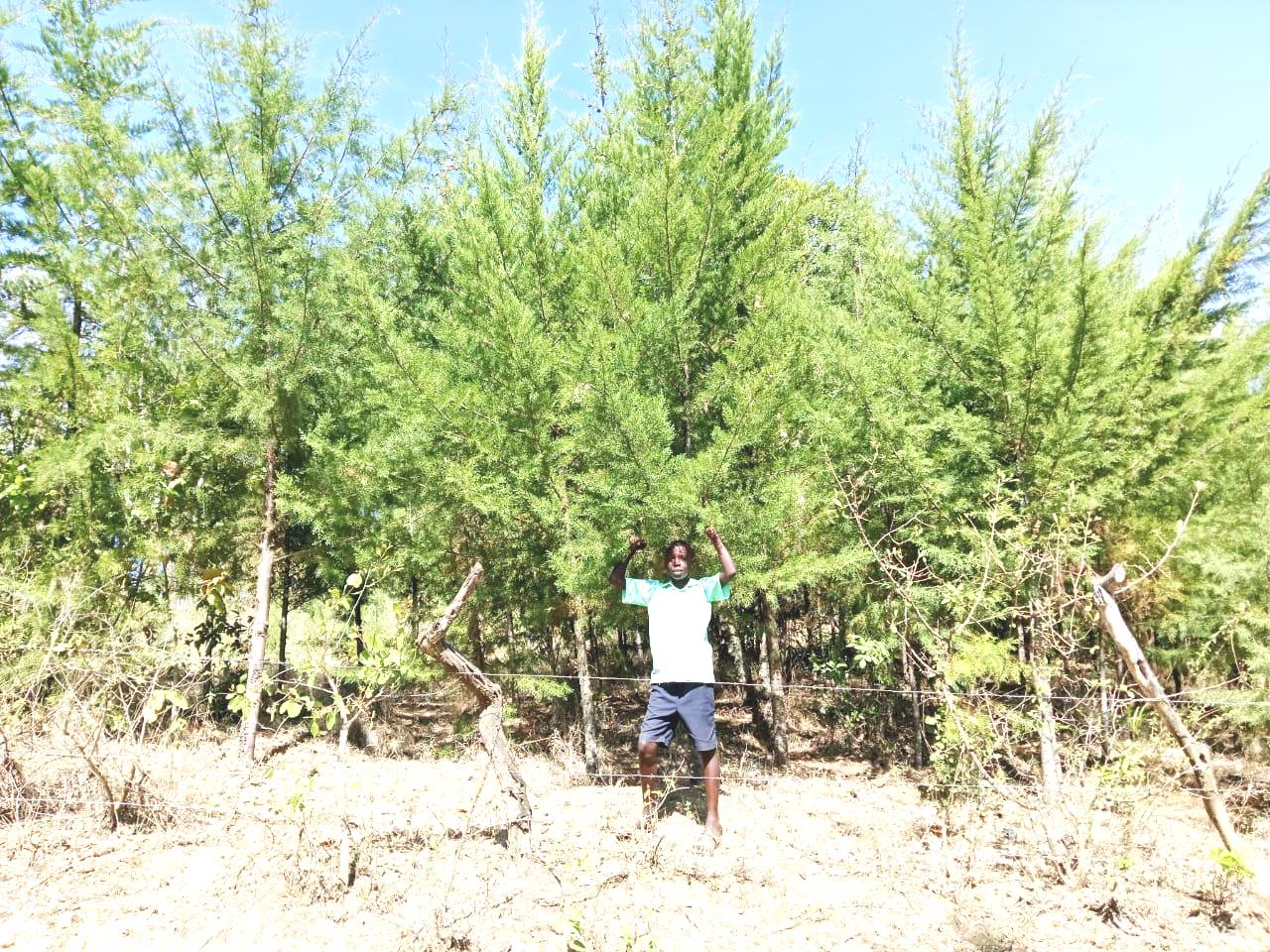 Student in grade 7 plants 250 trees in West Pokot - Education News Kenya