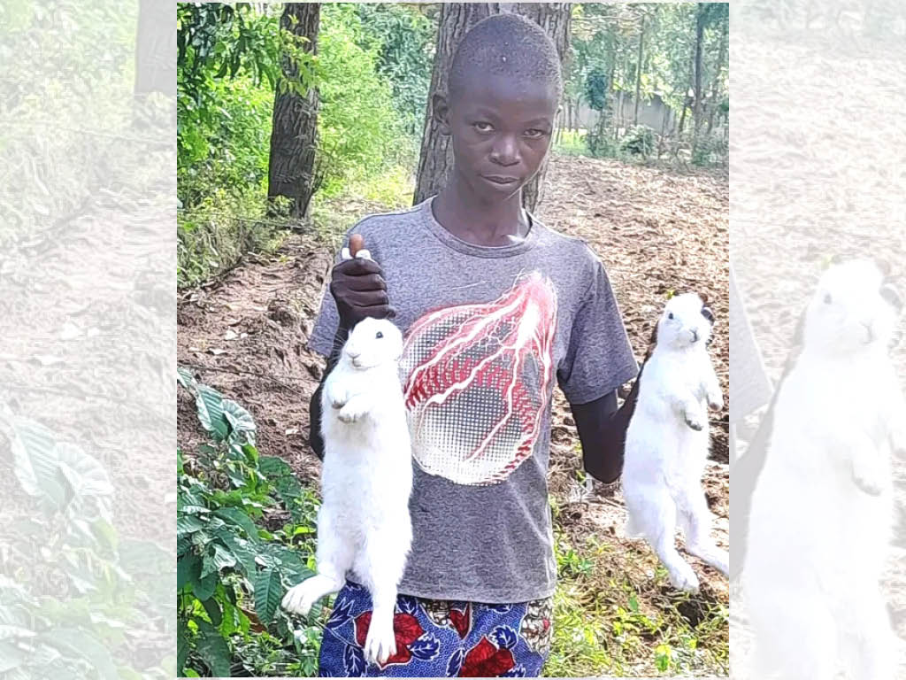 Grade 7 pupil takes on rabbit farming to pay fees | Education News